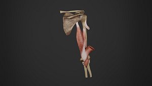 3D Biceps Models | TurboSquid
