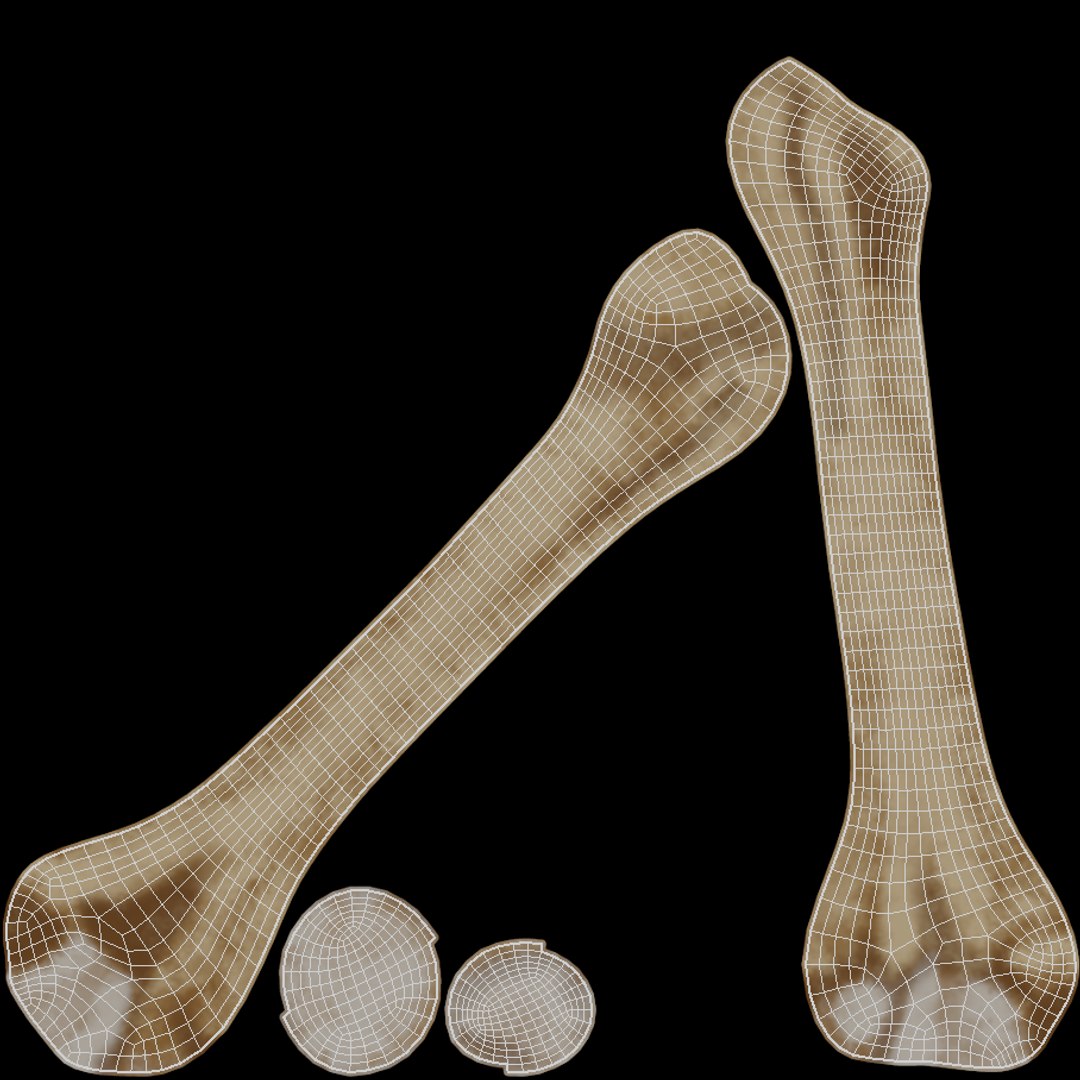 3D Human Anatomy-Back Muscles Of Arm Model - TurboSquid 2217205