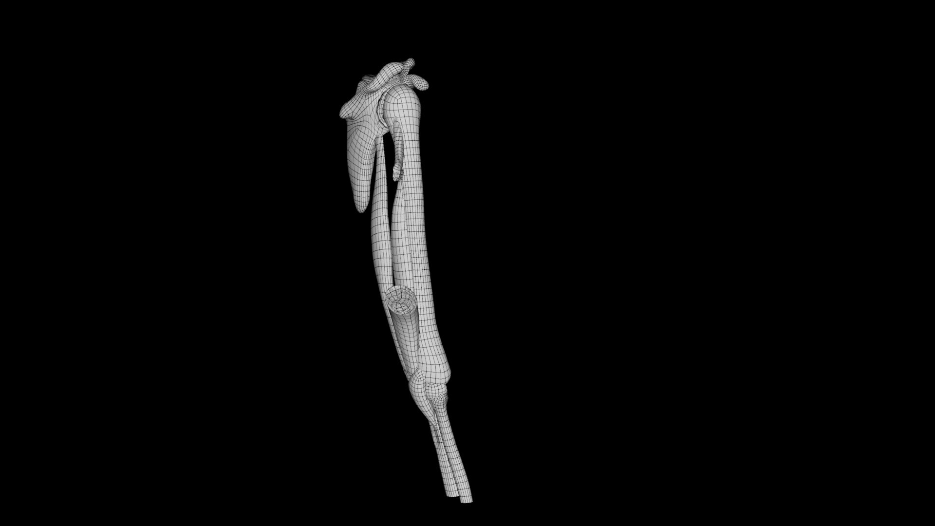 3D Human Anatomy-Back Muscles Of Arm Model - TurboSquid 2217205
