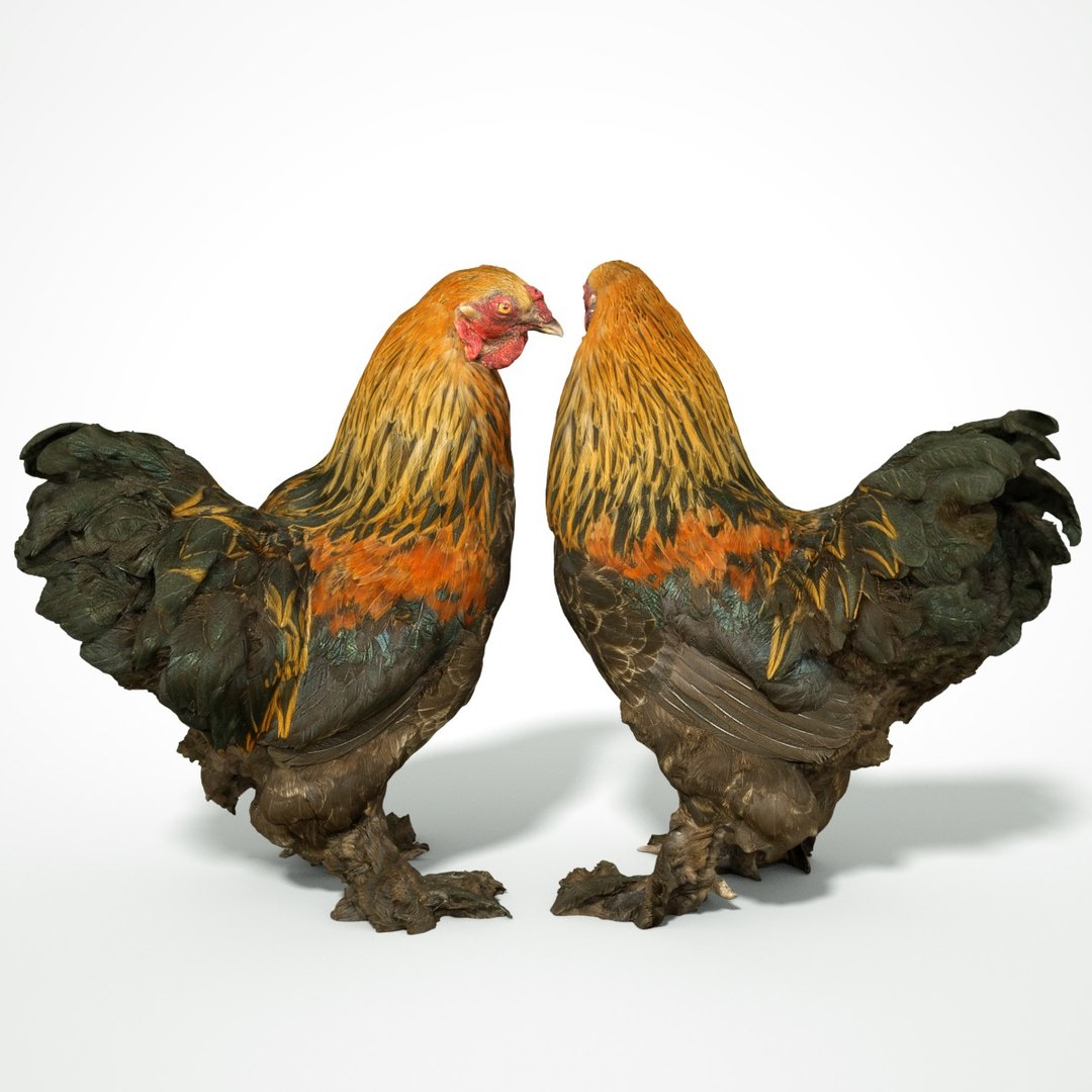 Animal Scanned Unity 3D - TurboSquid 1171938