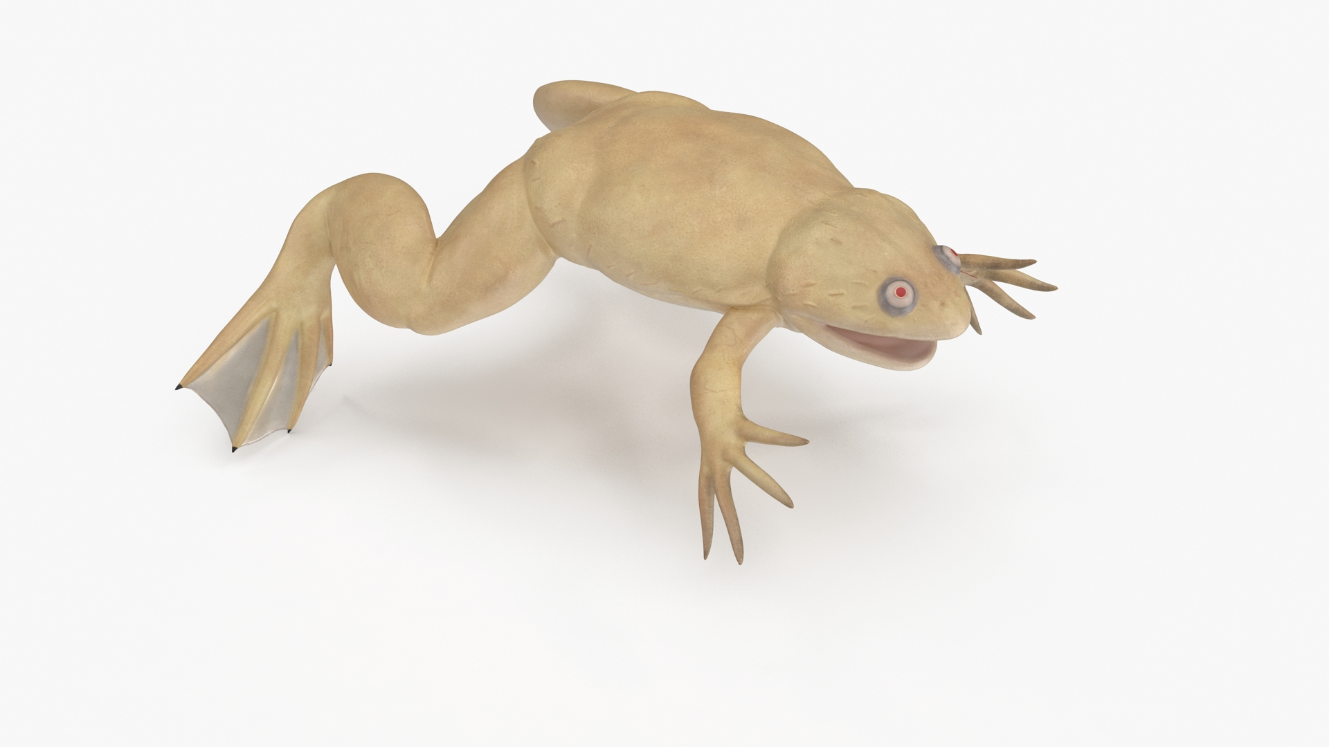 Xenopus African Clawed Toad Rigged 3D - TurboSquid 2131567