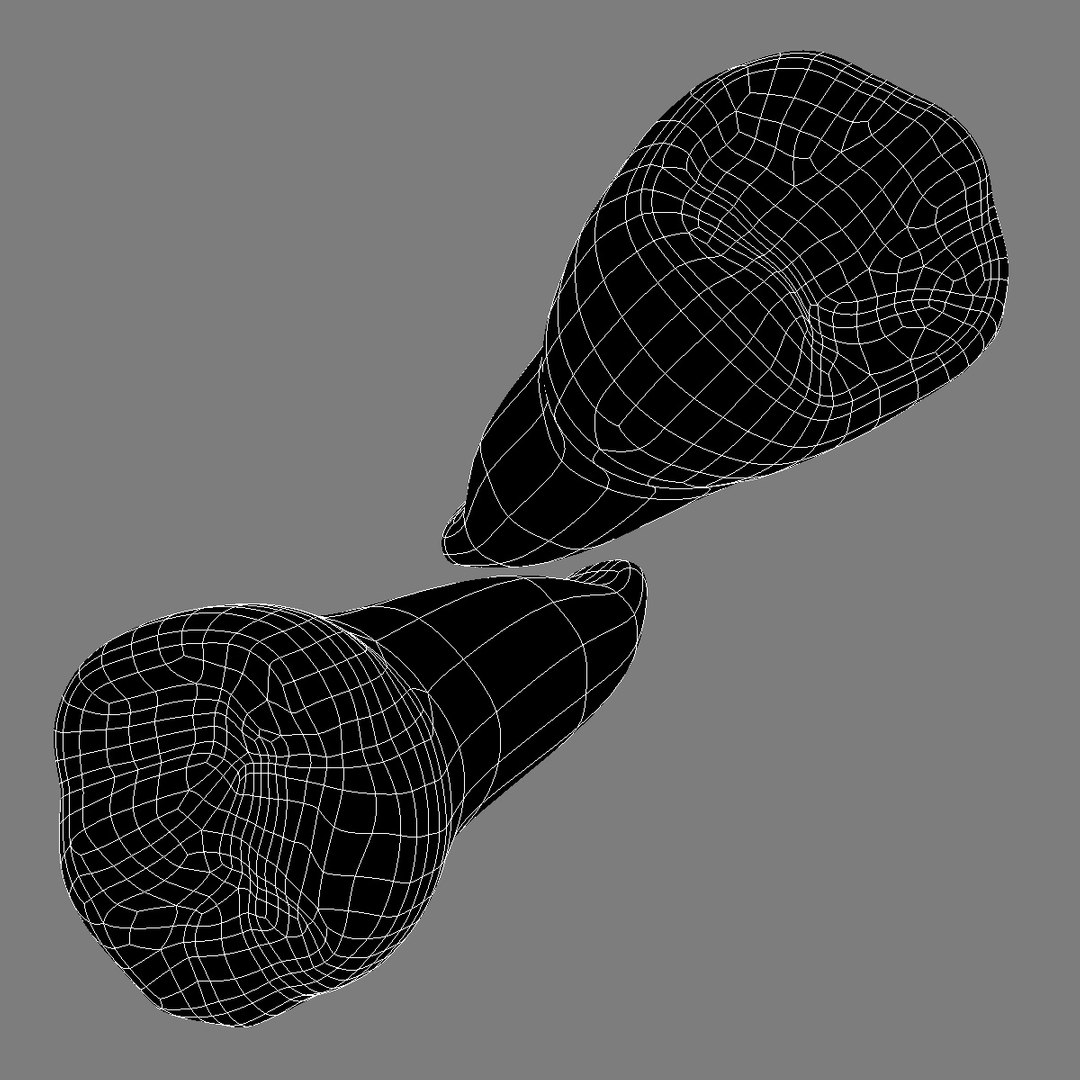 Teeth Premolars 3d Model