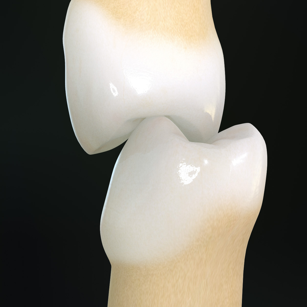 Teeth Premolars 3d Model