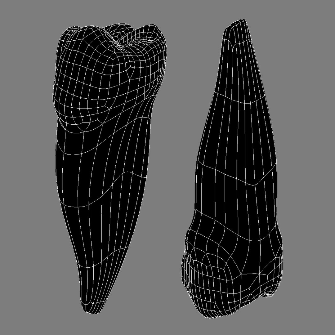 Teeth Premolars 3d Model