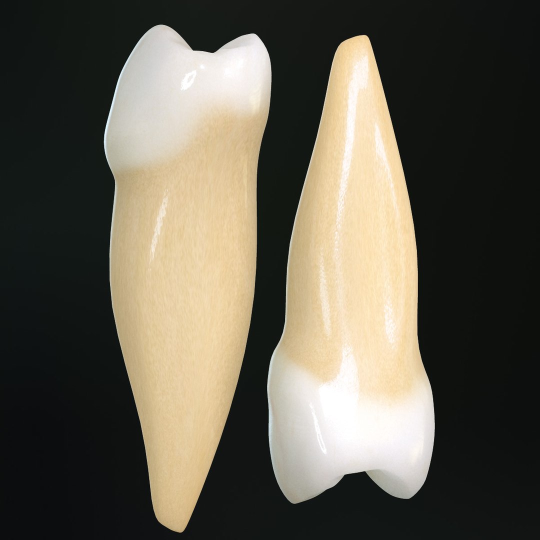 Teeth Premolars 3d Model