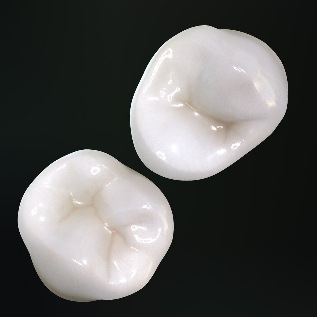 Teeth Premolars 3d Model