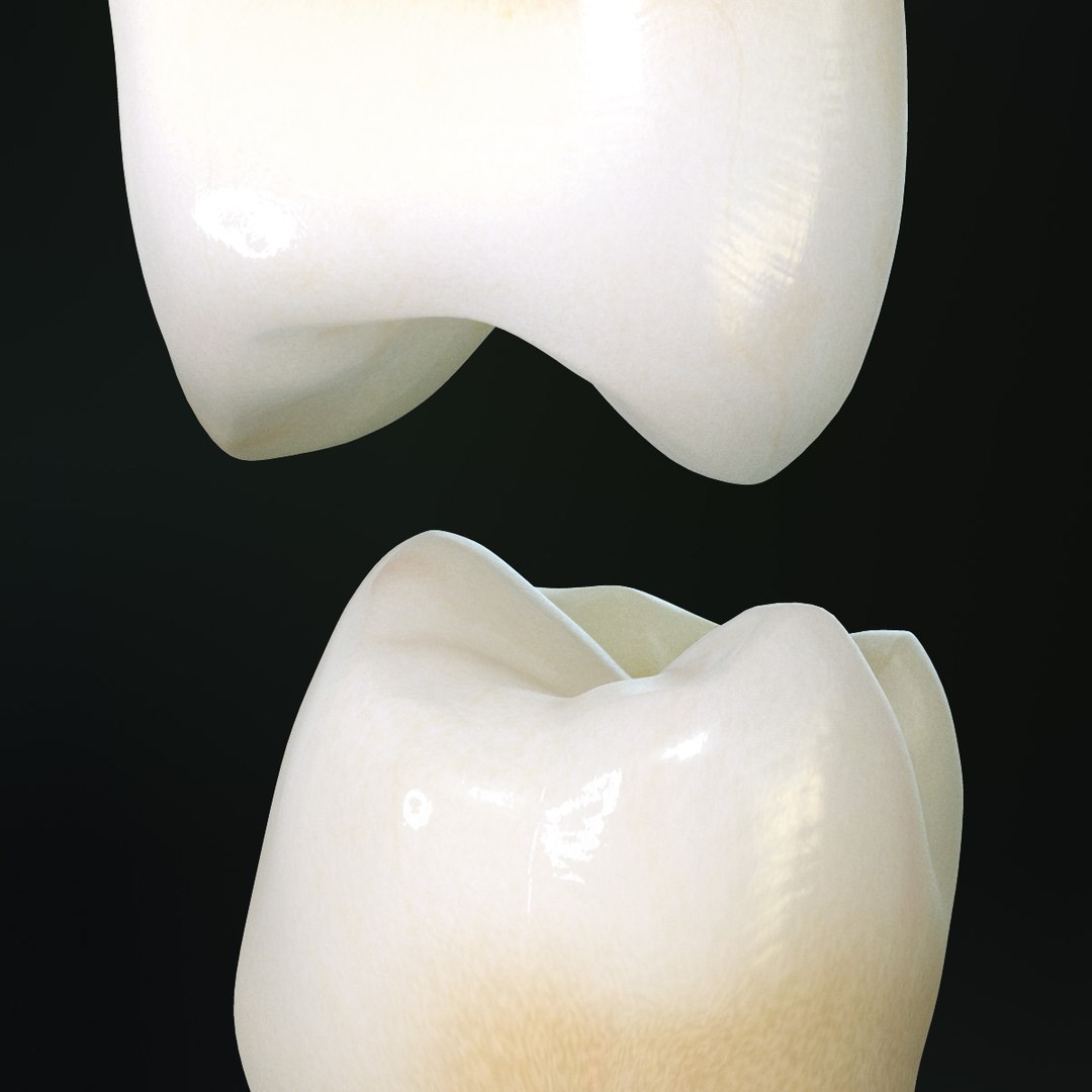 Teeth Premolars 3d Model