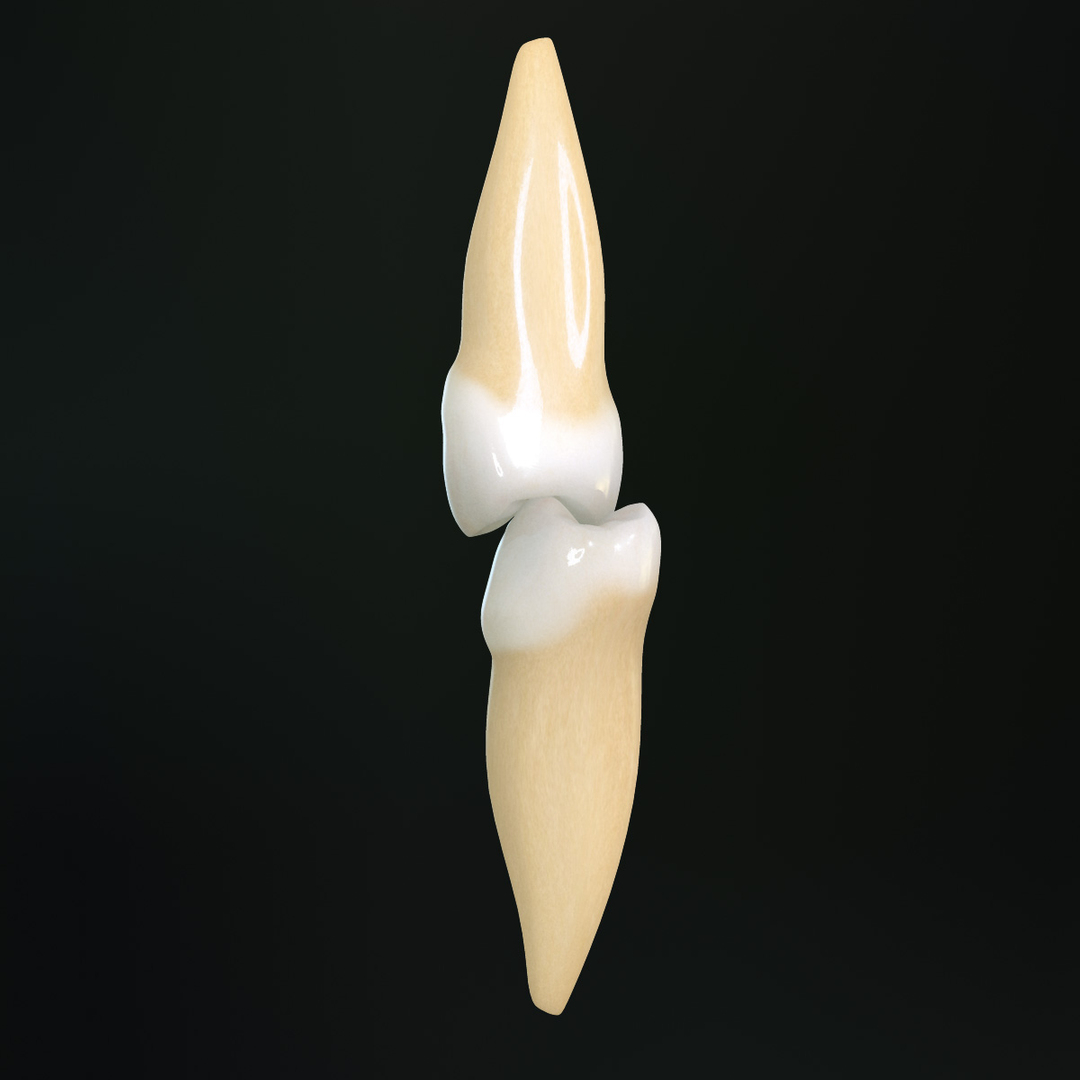 Teeth Premolars 3d Model