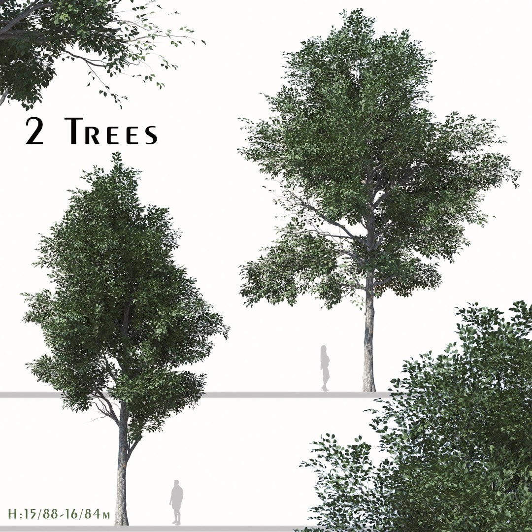 Set of Populus Przewalskii or Populus simonii Trees - 2 Trees 3D model ...