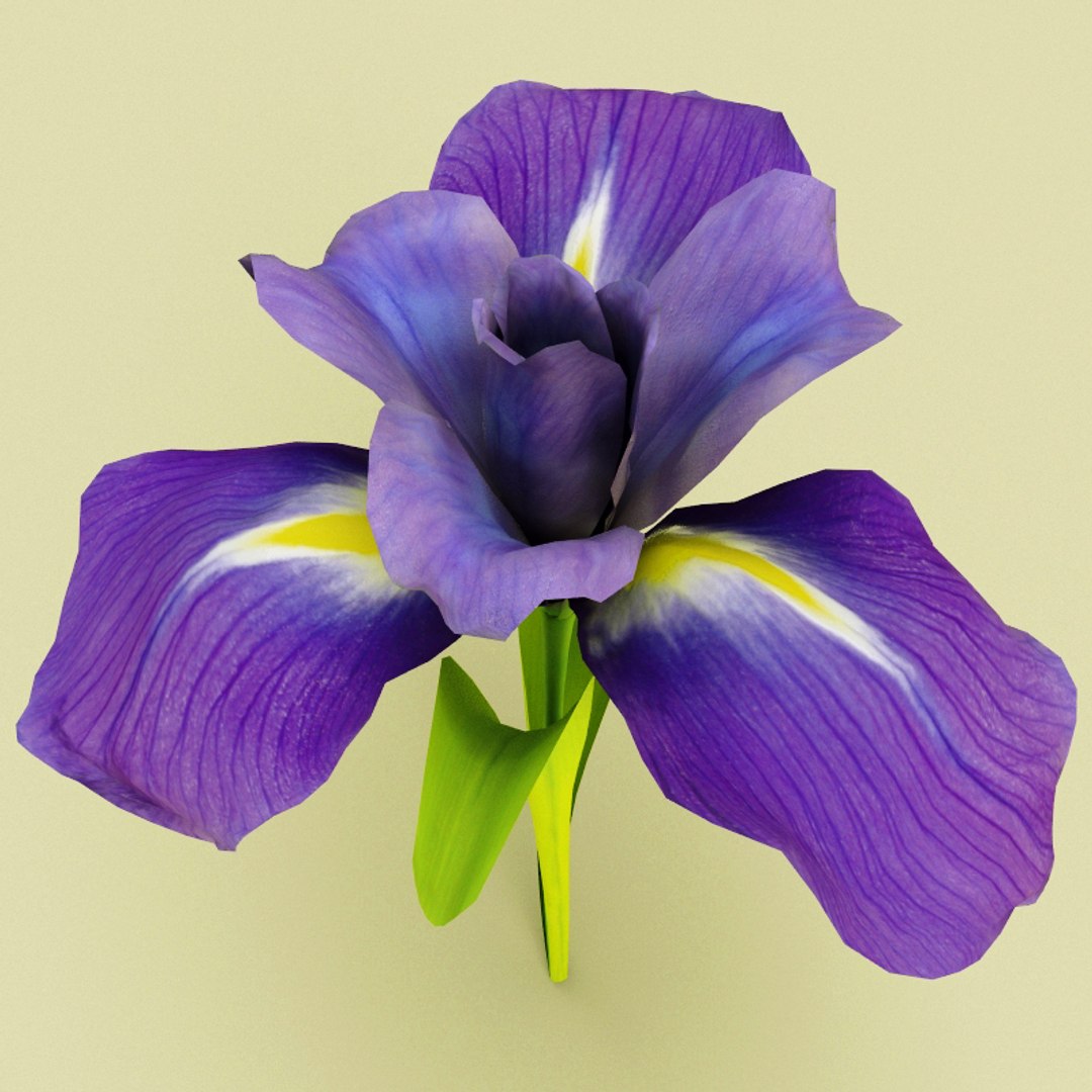 3d Model Iris Modelled