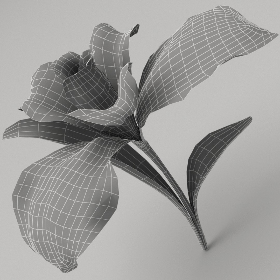 3d Model Iris Modelled