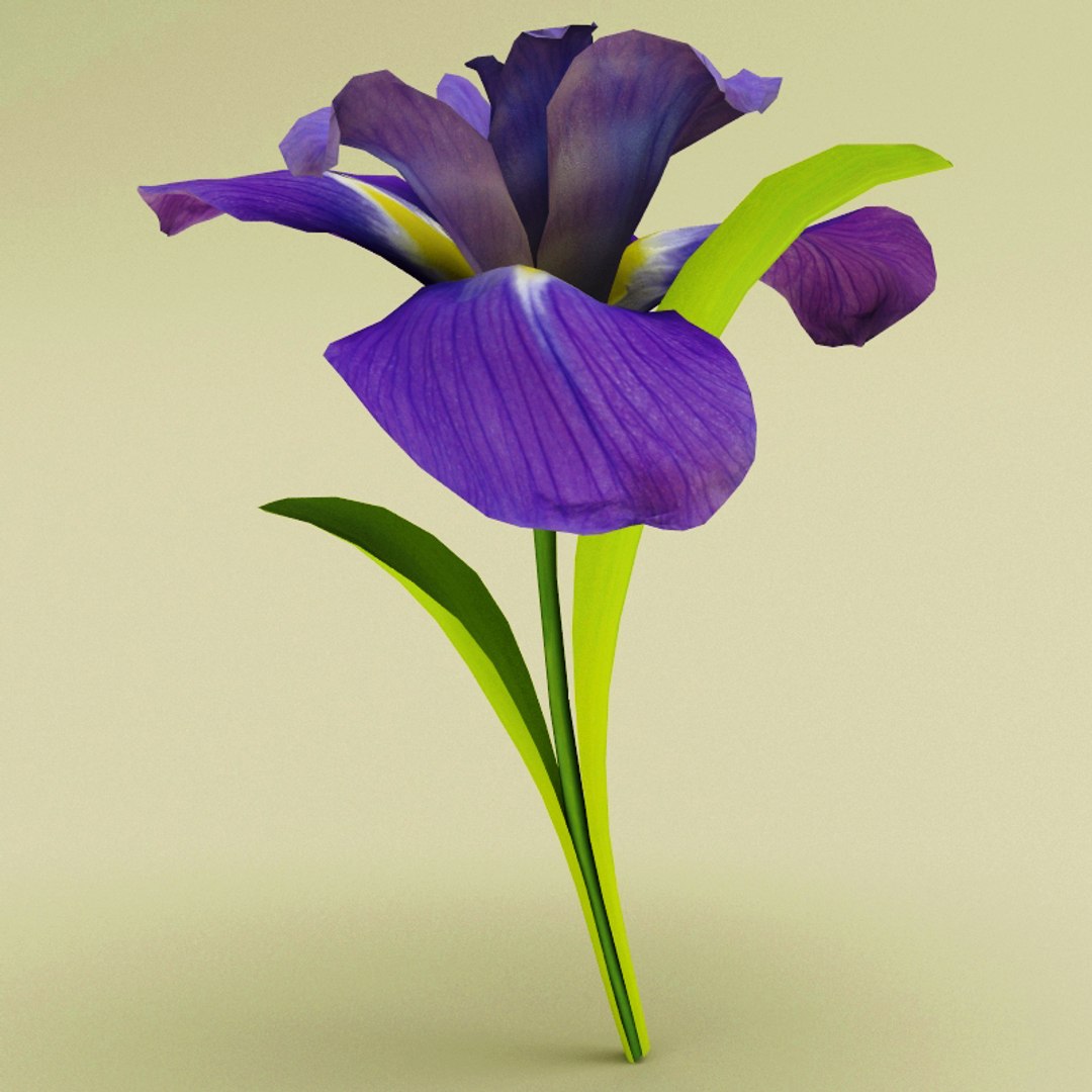 3d Model Iris Modelled