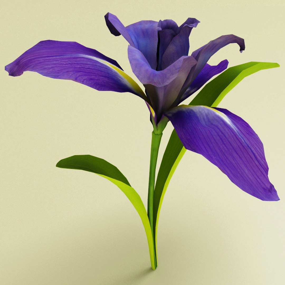 3d Model Iris Modelled