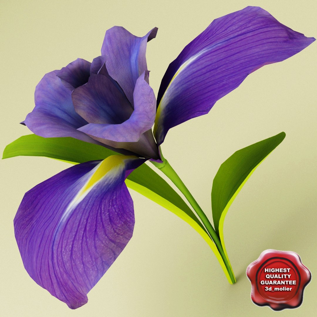 3d Model Iris Modelled