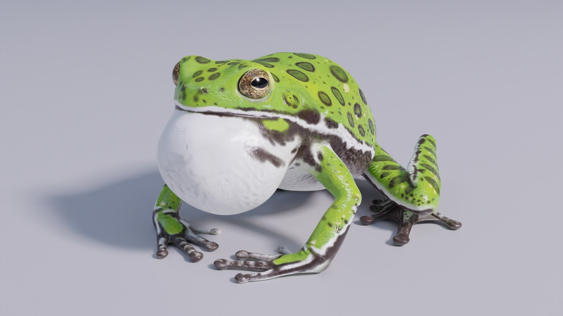 Barking Tree Frog - Rigged 3D - TurboSquid 2031779