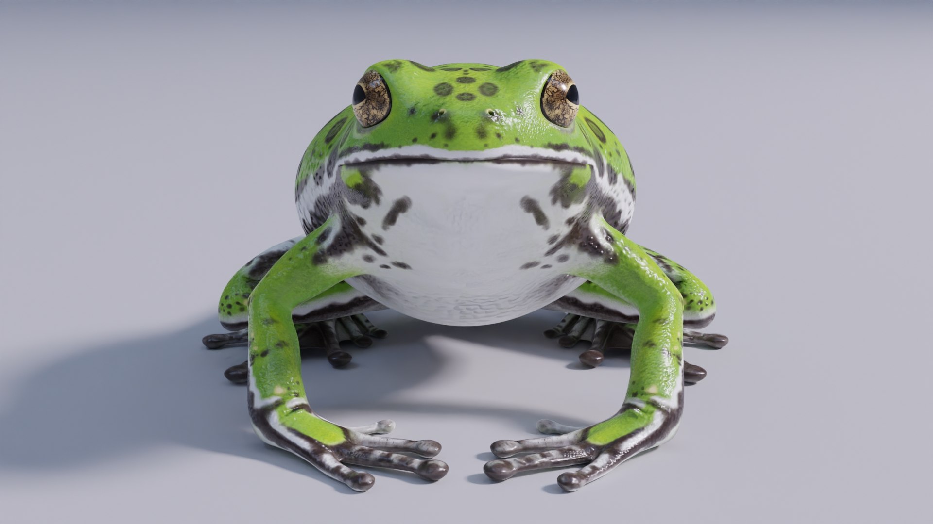 Barking Tree Frog - Rigged 3D - TurboSquid 2031779