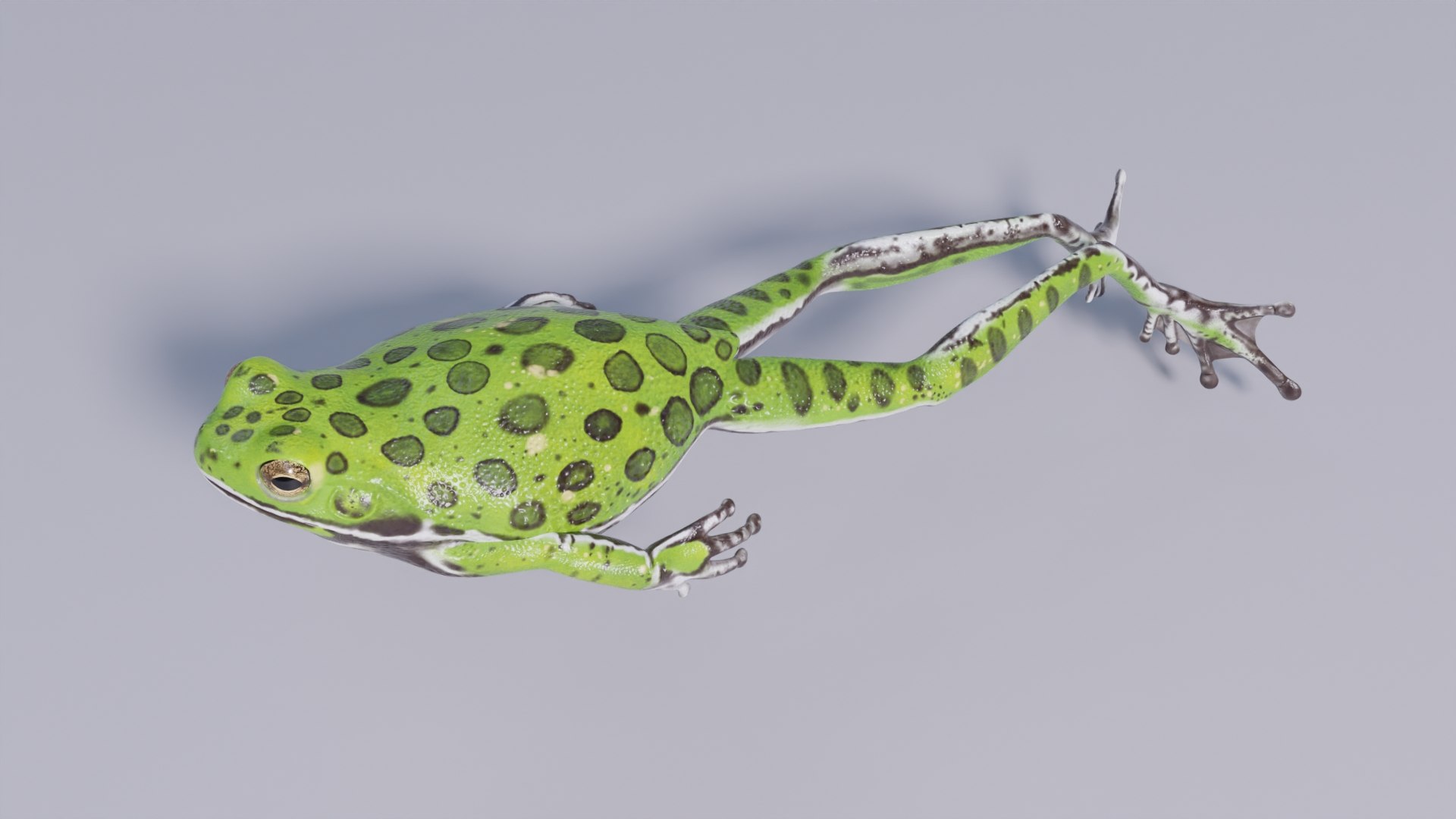 Barking Tree Frog - Rigged 3D - TurboSquid 2031779
