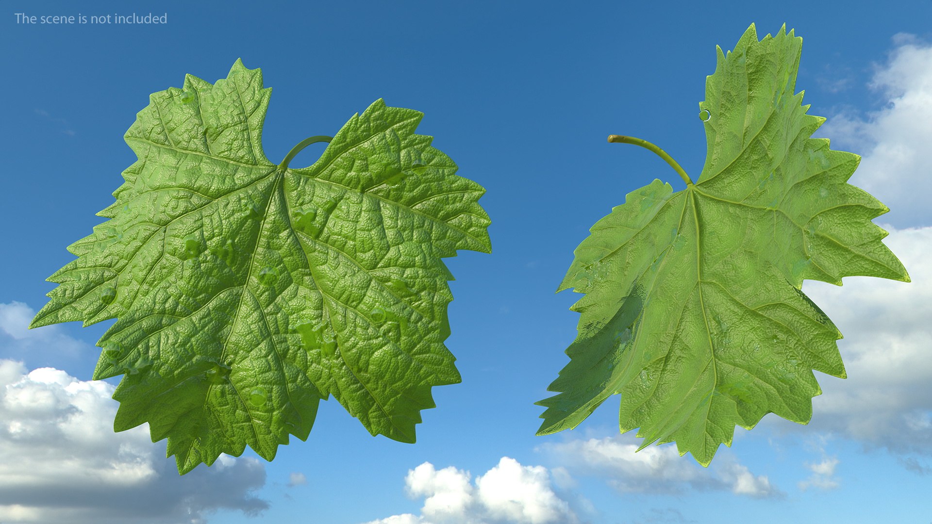 Grape Leaf 3D - TurboSquid 1503548