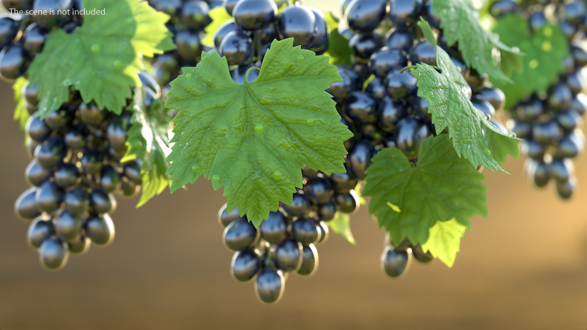 Grape Leaf 3D - TurboSquid 1503548