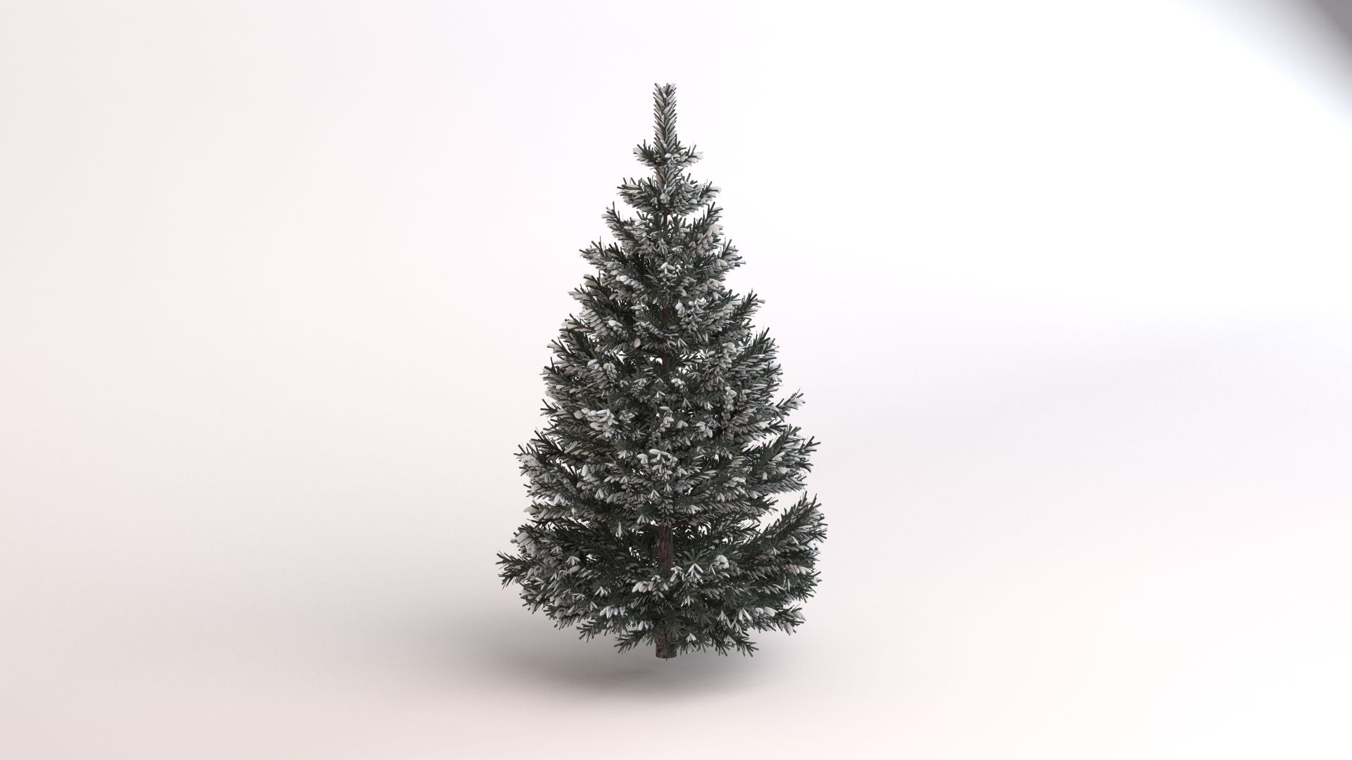 3d Pine Fir Tree Snow Model