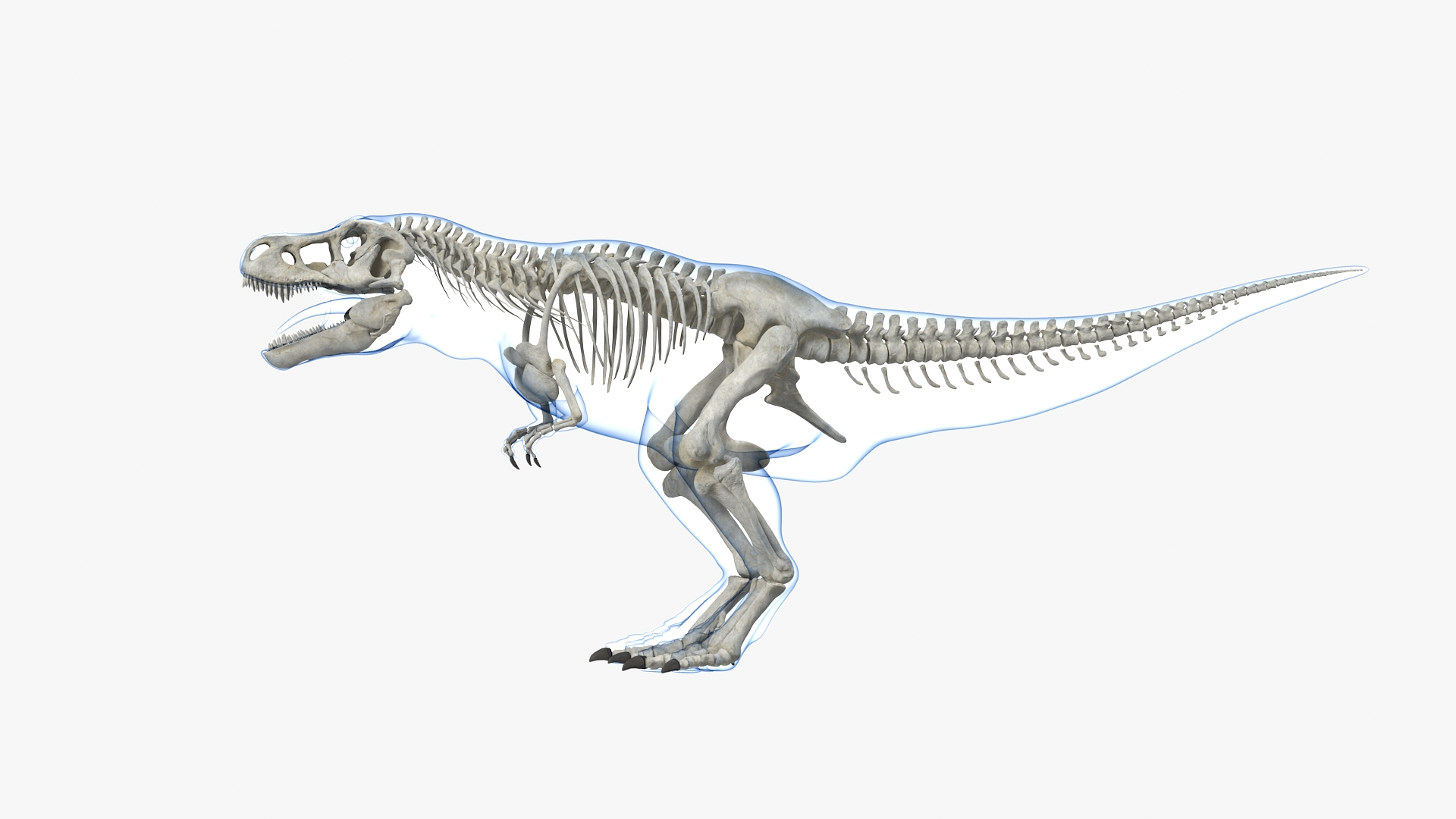 Tyrannosaurus Rex Skeleton Skin 3D Model - TurboSquid 1482362