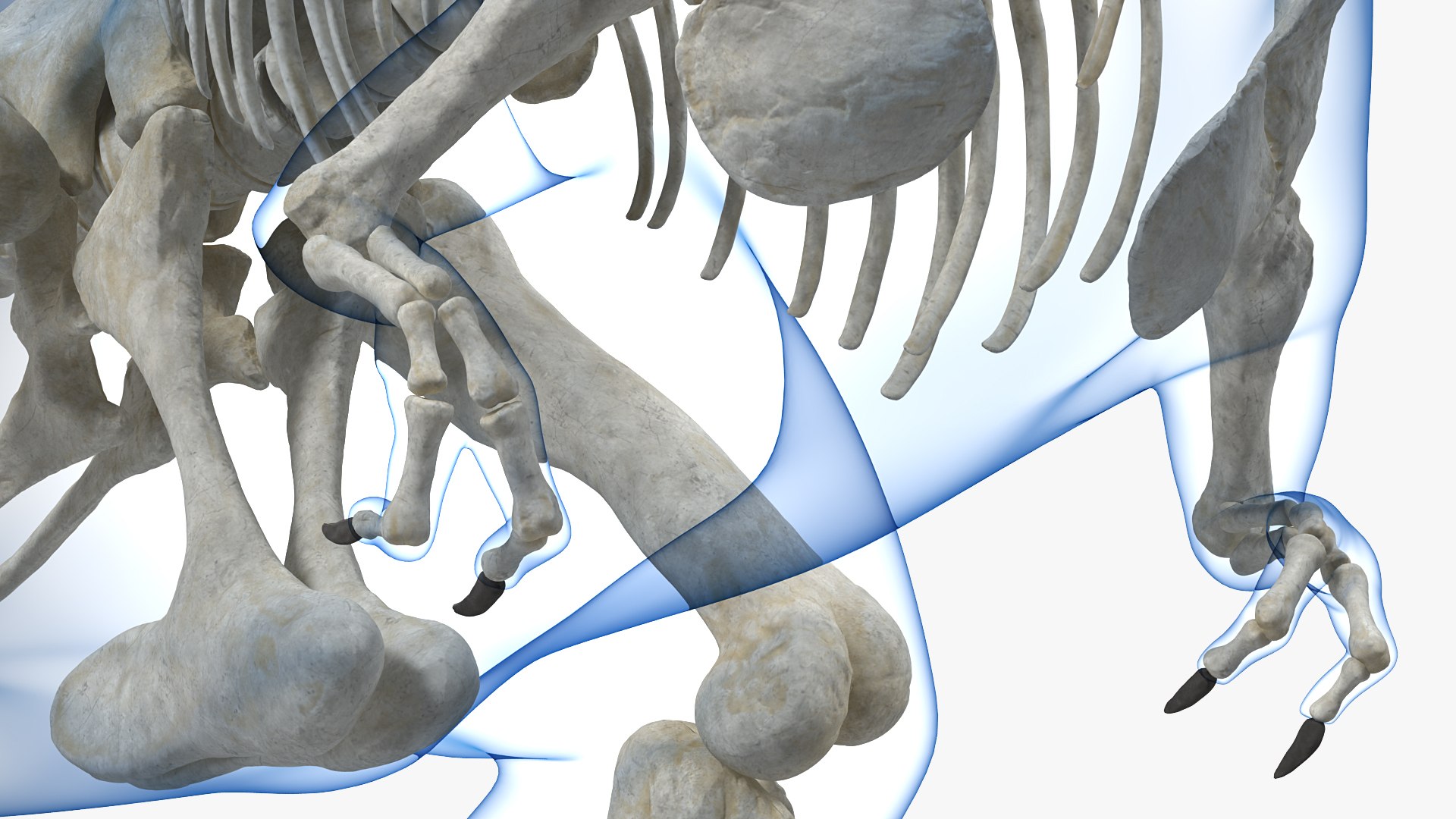 Tyrannosaurus Rex Skeleton Skin 3D Model - TurboSquid 1482362
