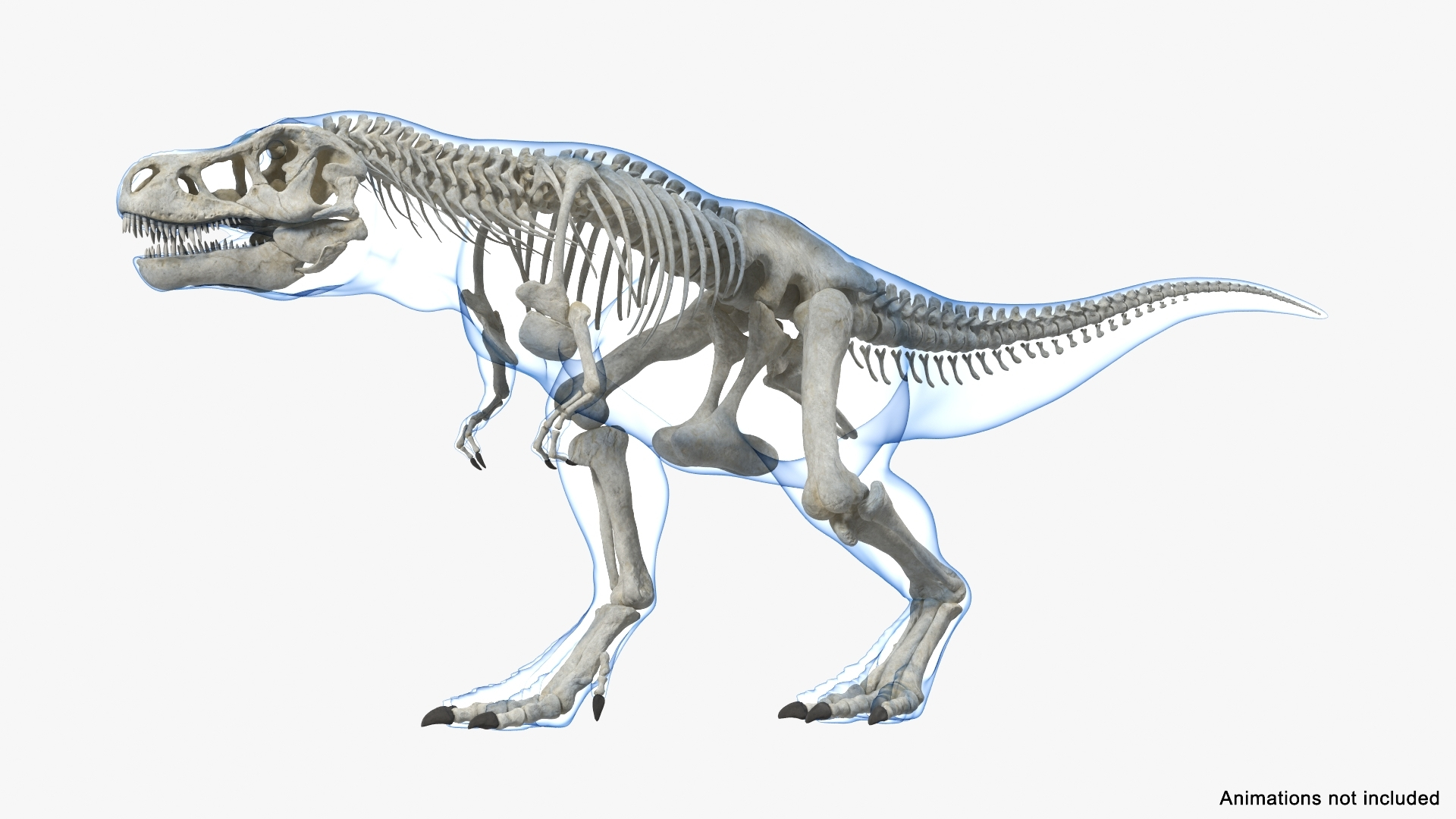 Tyrannosaurus Rex Skeleton Skin 3D Model - TurboSquid 1482362