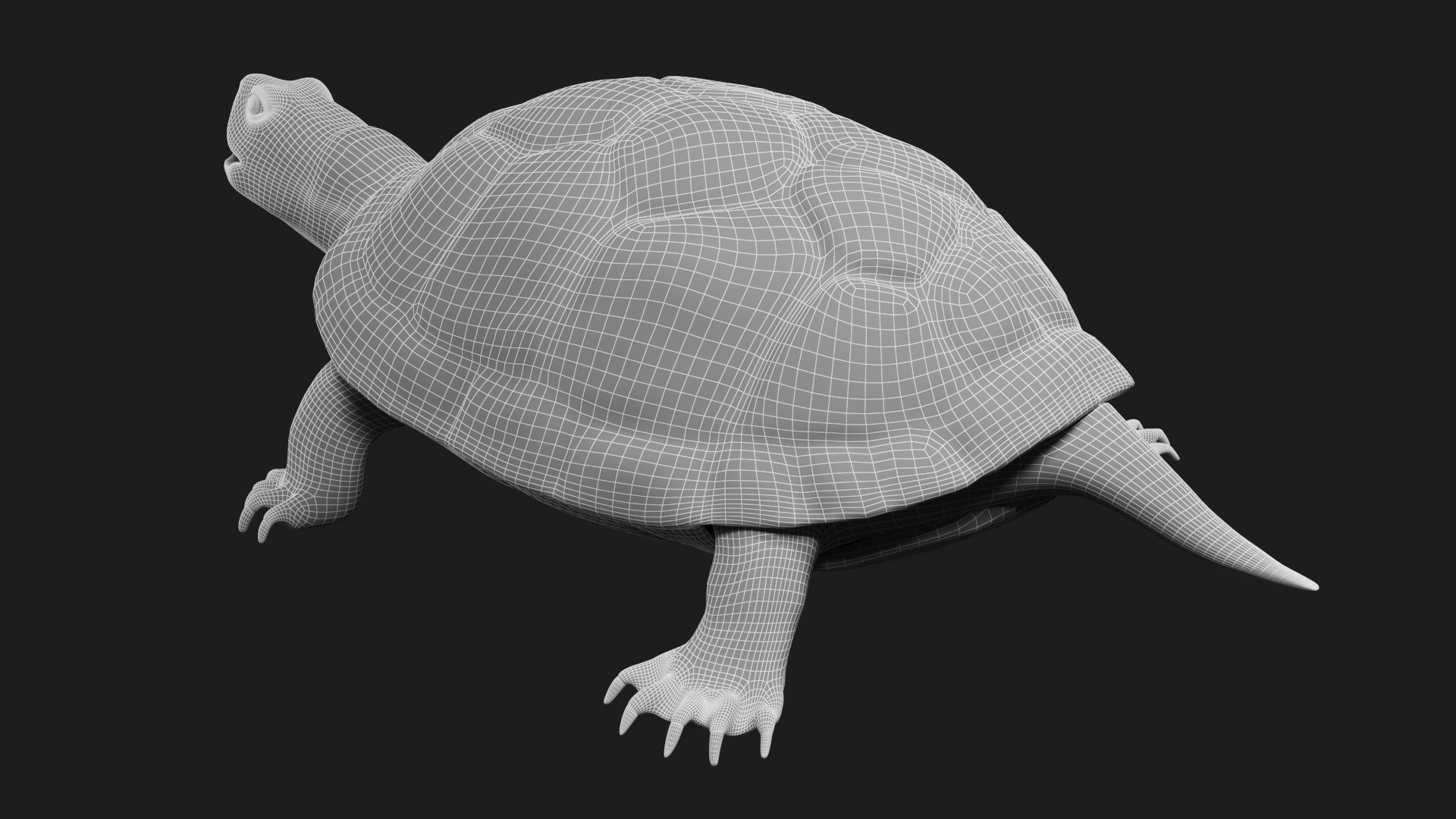 Turtle 3D Model - TurboSquid 1961810