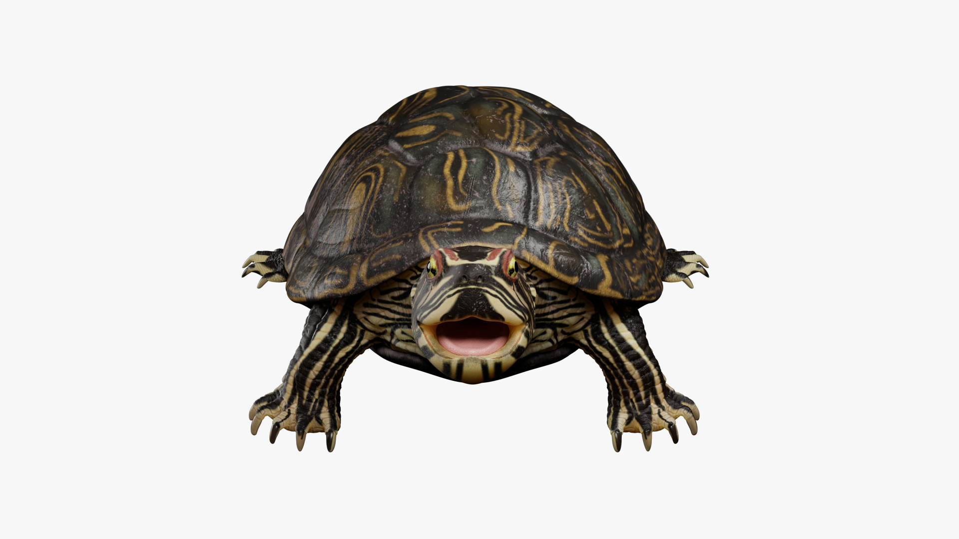 Turtle 3D Model - TurboSquid 1961810