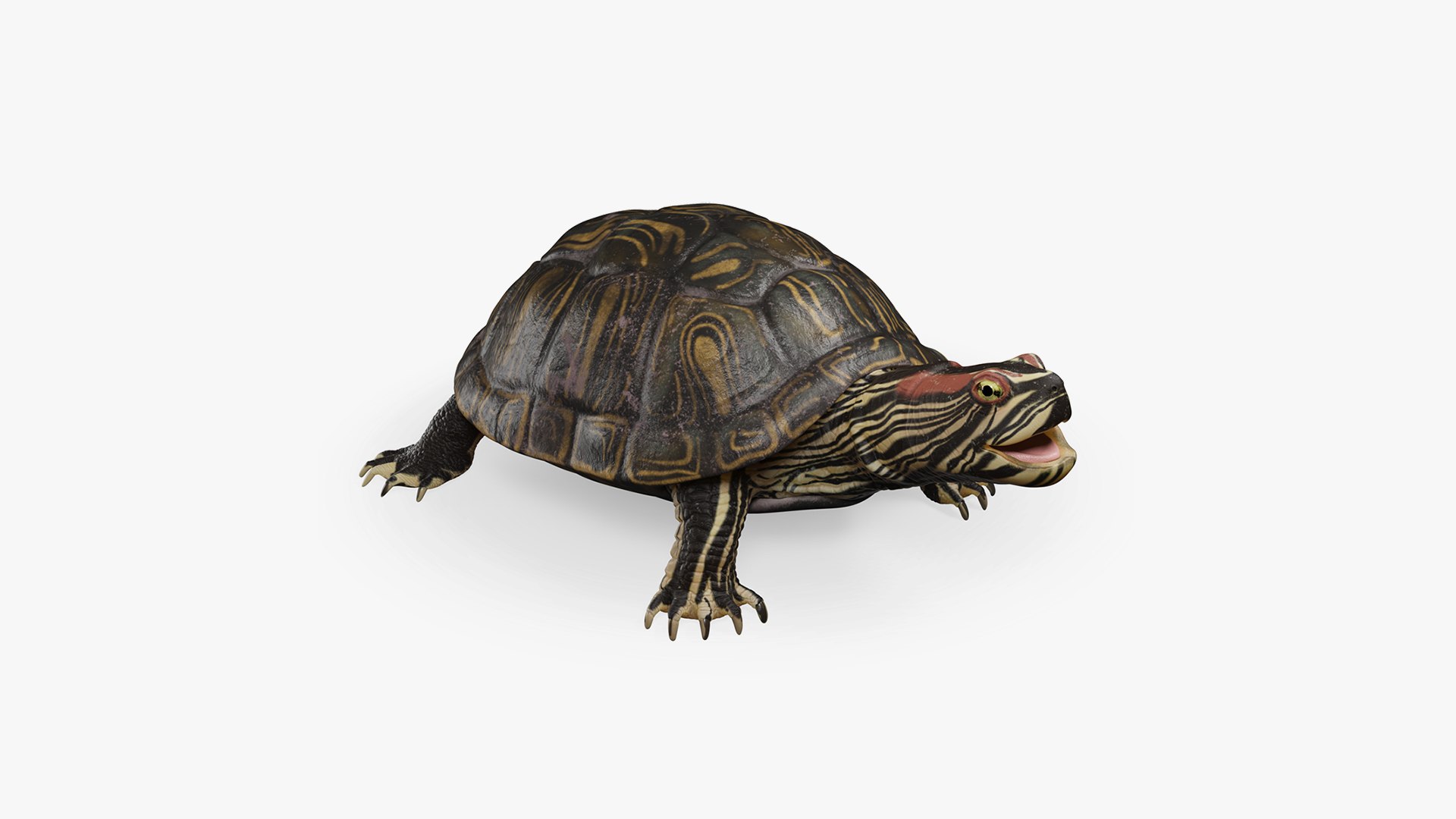 Turtle 3D Model - TurboSquid 1961810