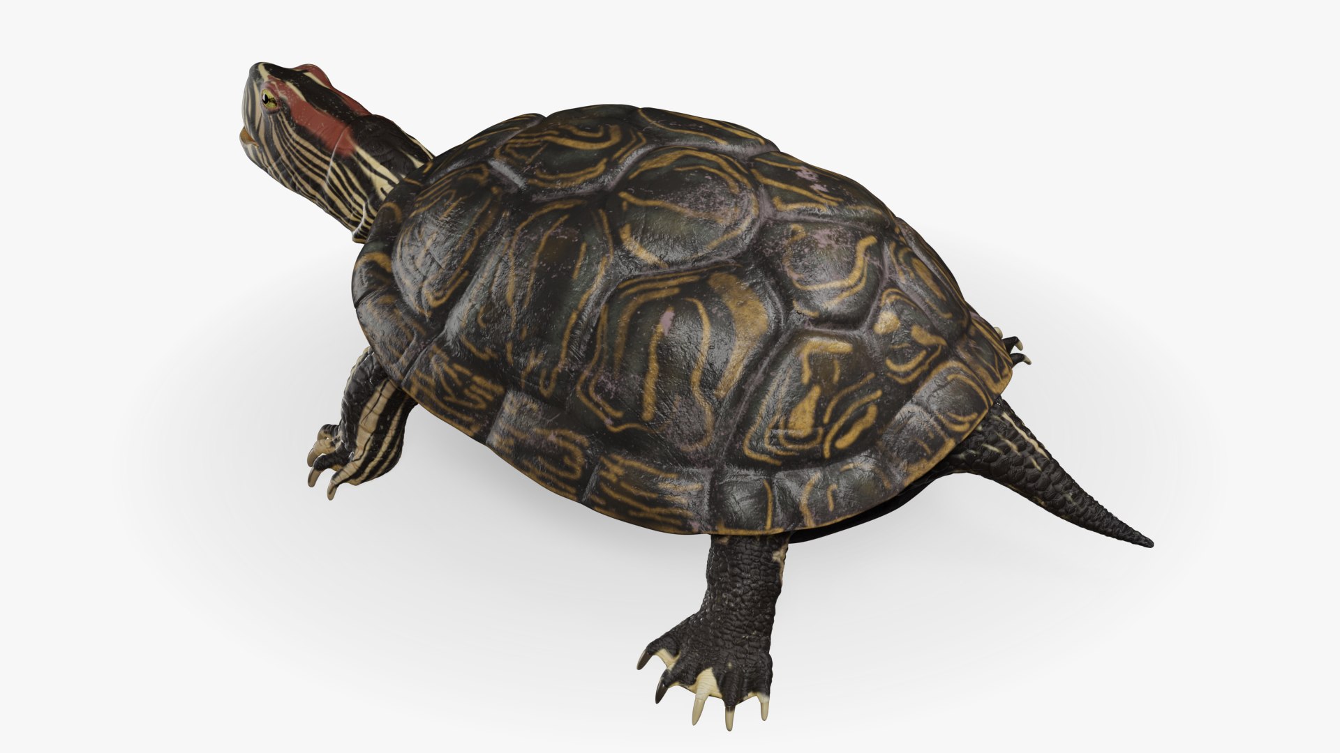 Turtle 3D Model - TurboSquid 1961810