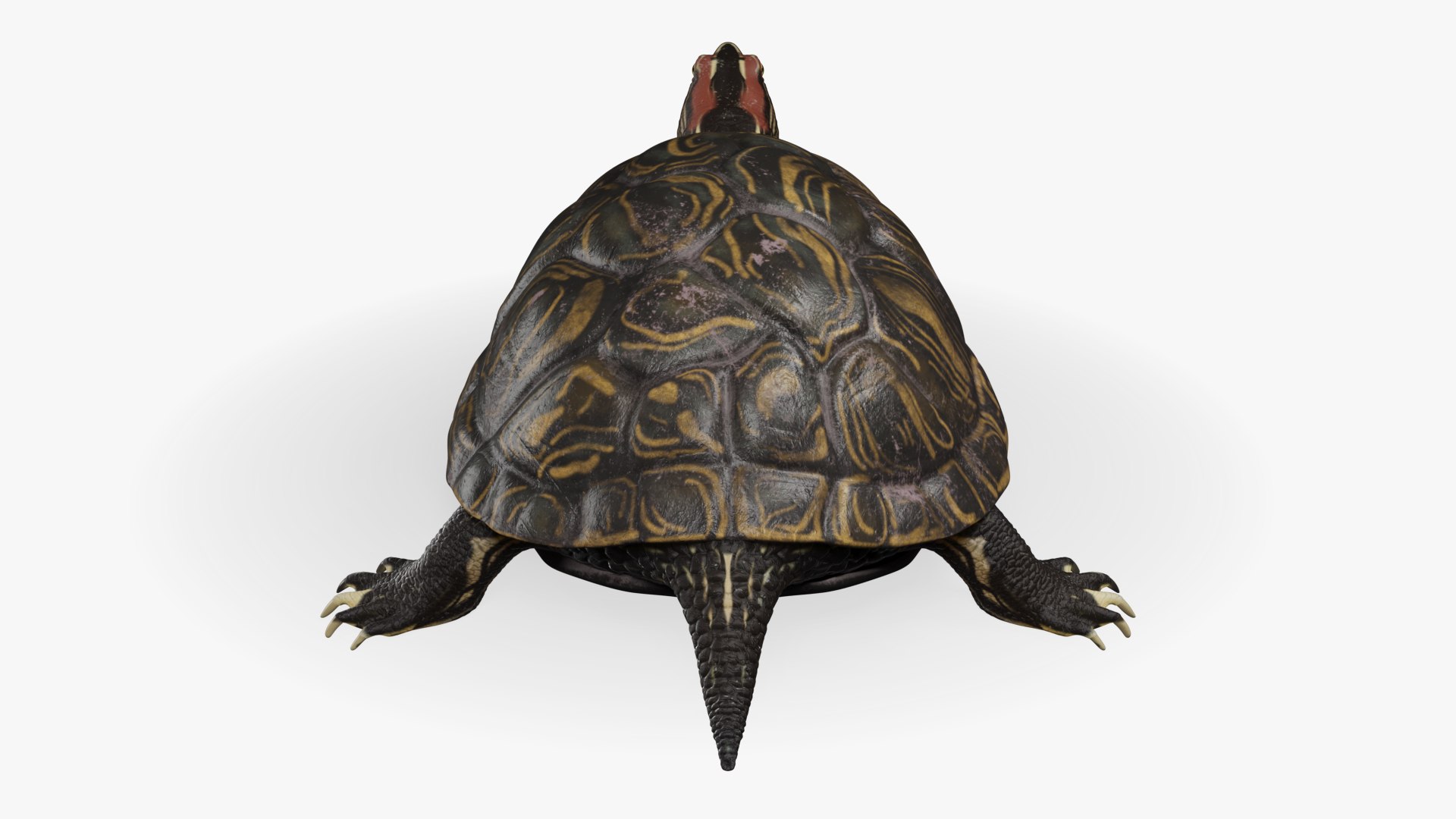 Turtle 3D Model - TurboSquid 1961810