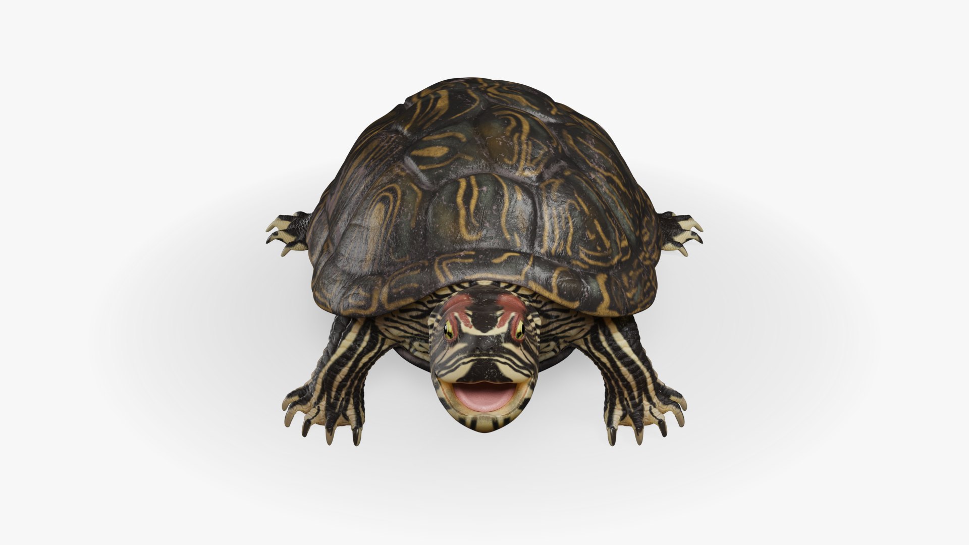 Turtle 3D Model - TurboSquid 1961810