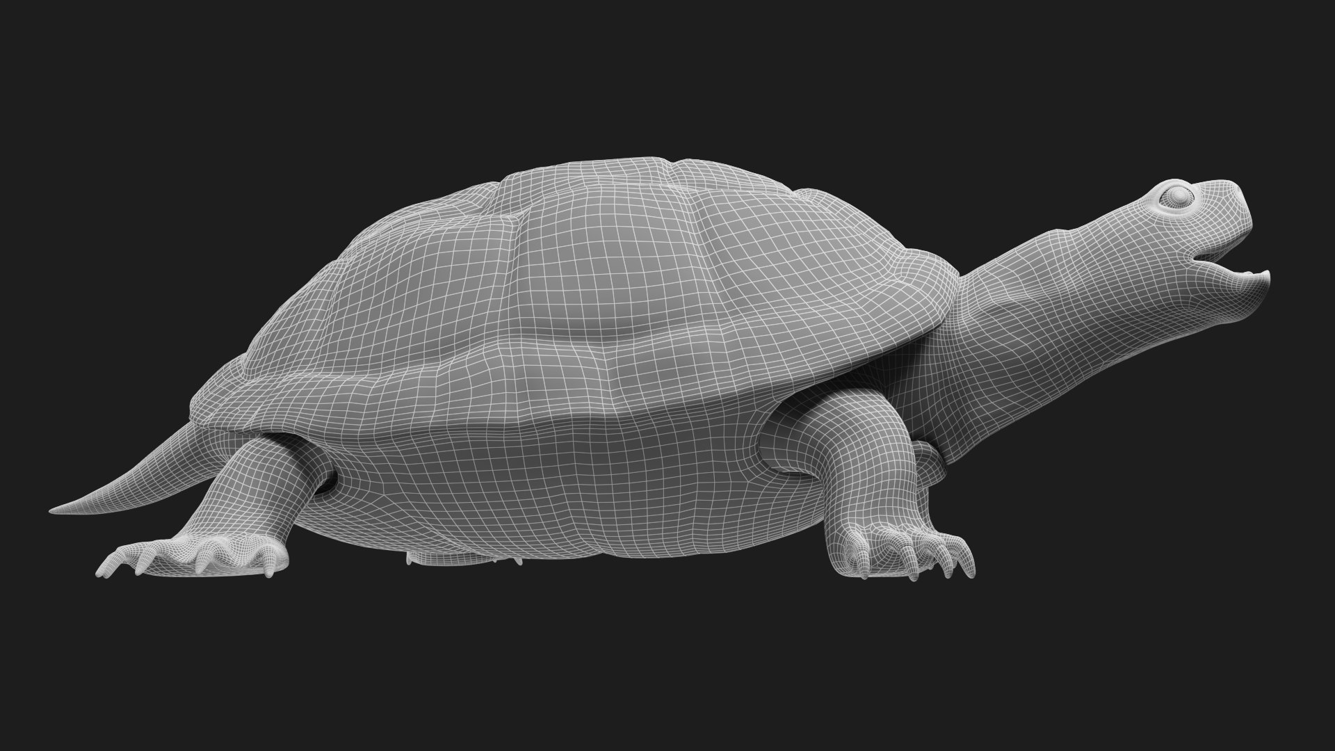 Turtle 3D Model - TurboSquid 1961810
