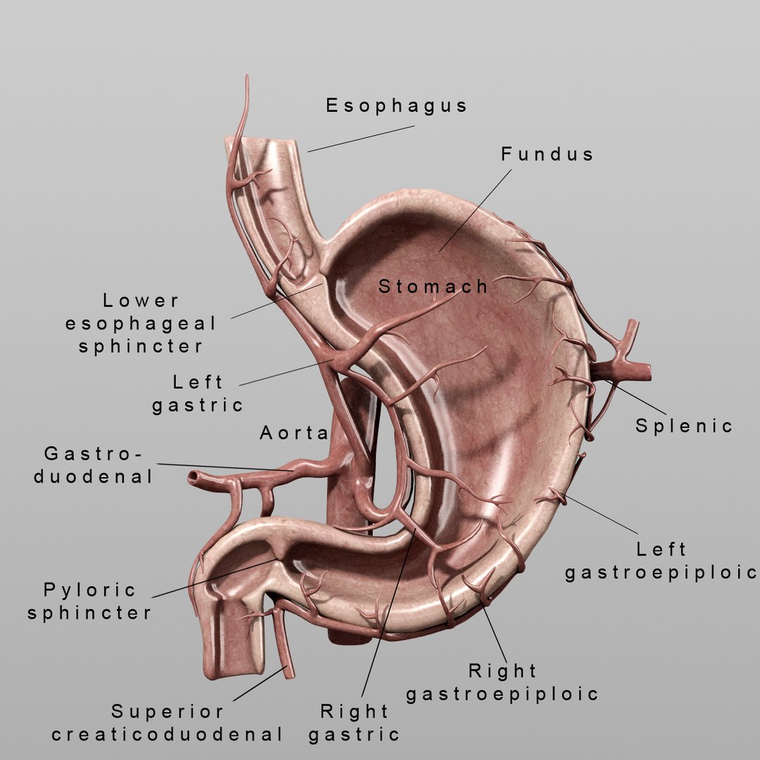3d Stomach Model