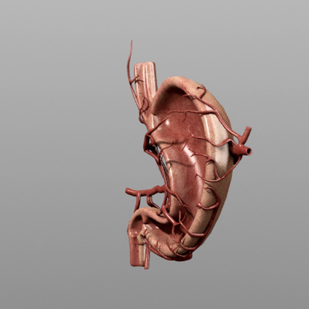 3d Stomach Model
