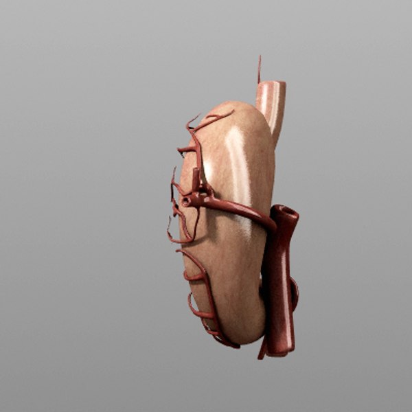 3d stomach model