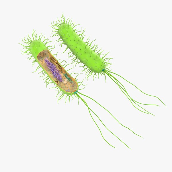 Free Bacteria 3D Models for Download | TurboSquid