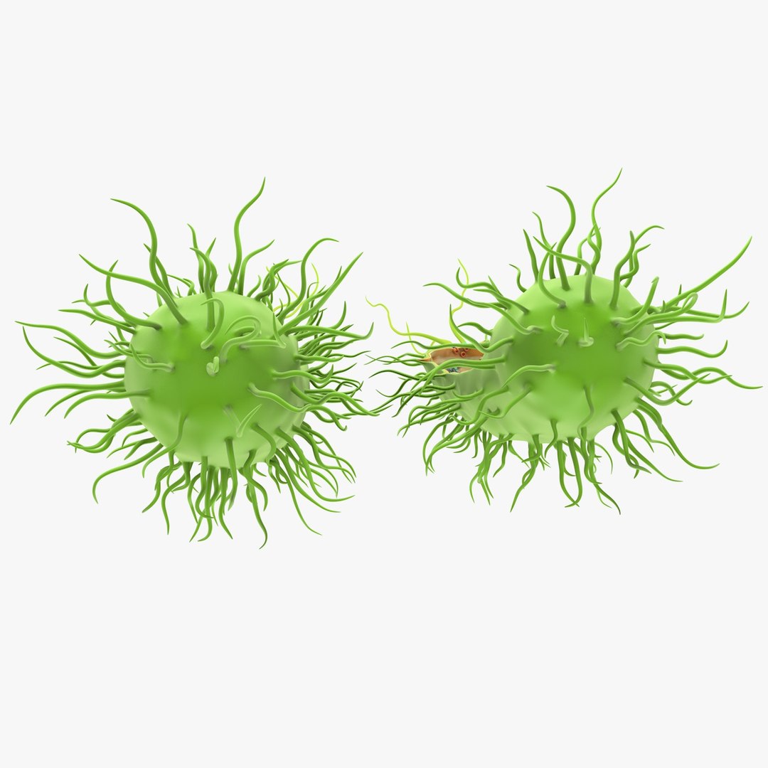 Prokaryotic cell ribosomes model | 1149003 | TurboSquid