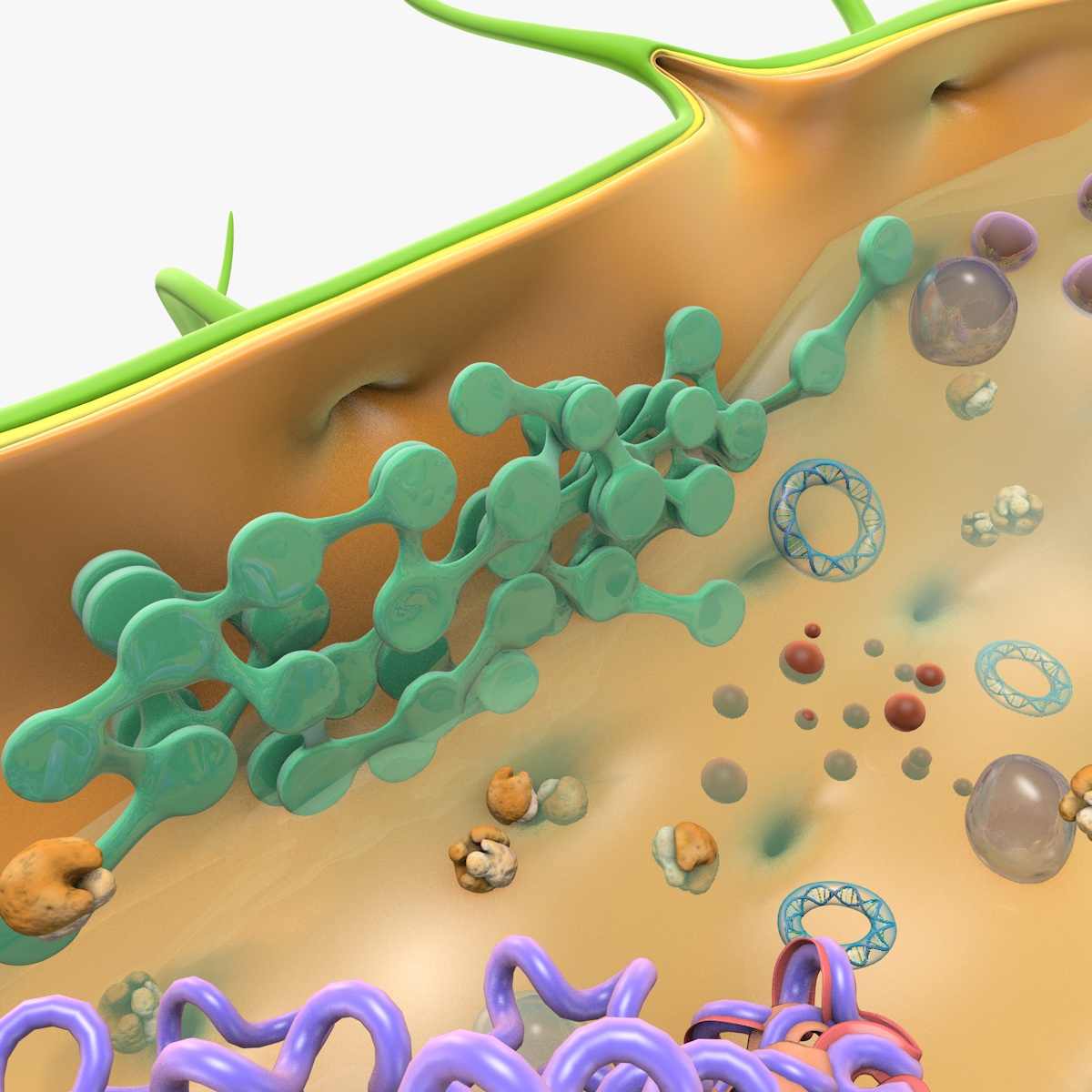Prokaryotic cell ribosomes model | 1149003 | TurboSquid