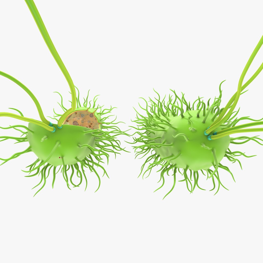 Prokaryotic cell ribosomes model | 1149003 | TurboSquid