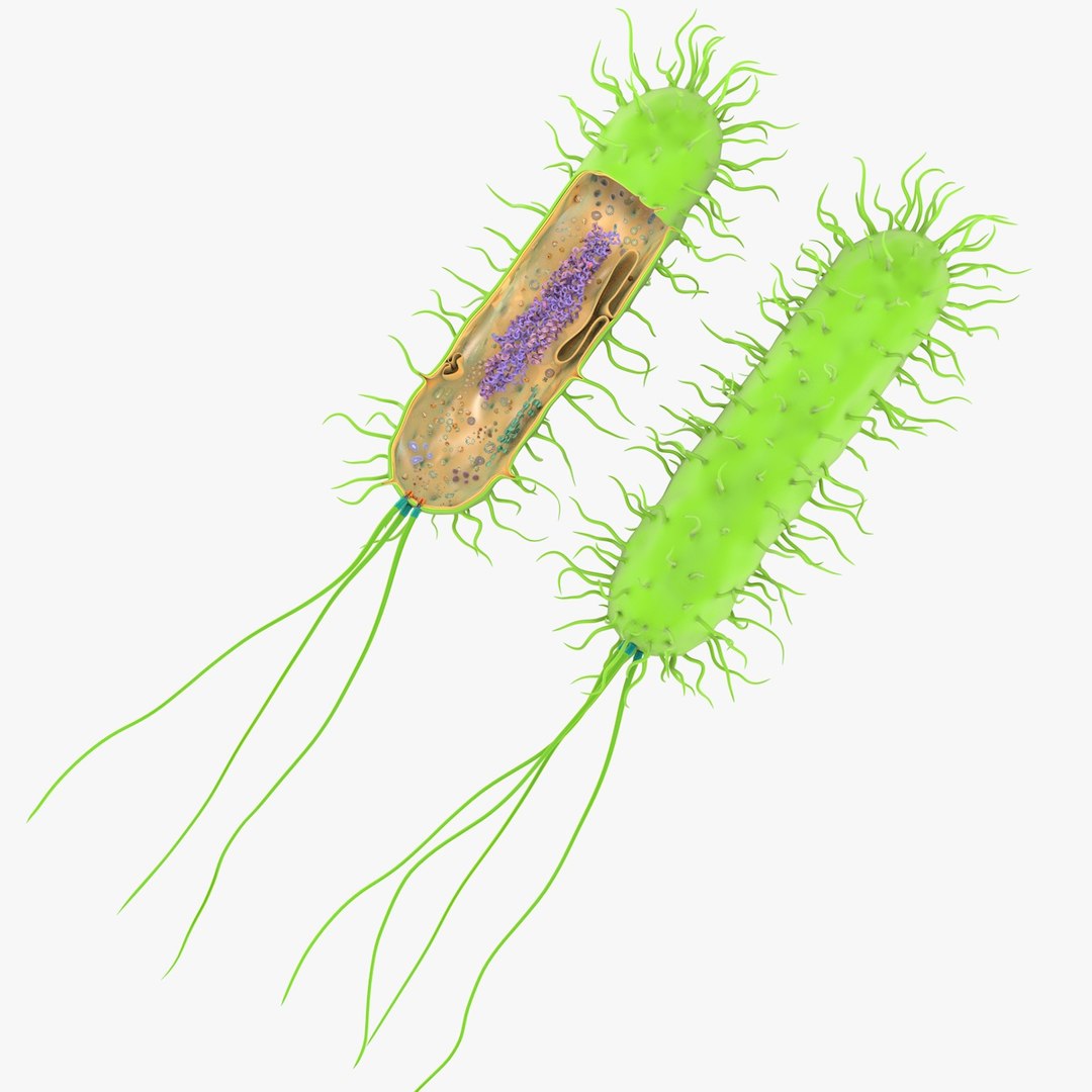 Prokaryotic cell ribosomes model | 1149003 | TurboSquid