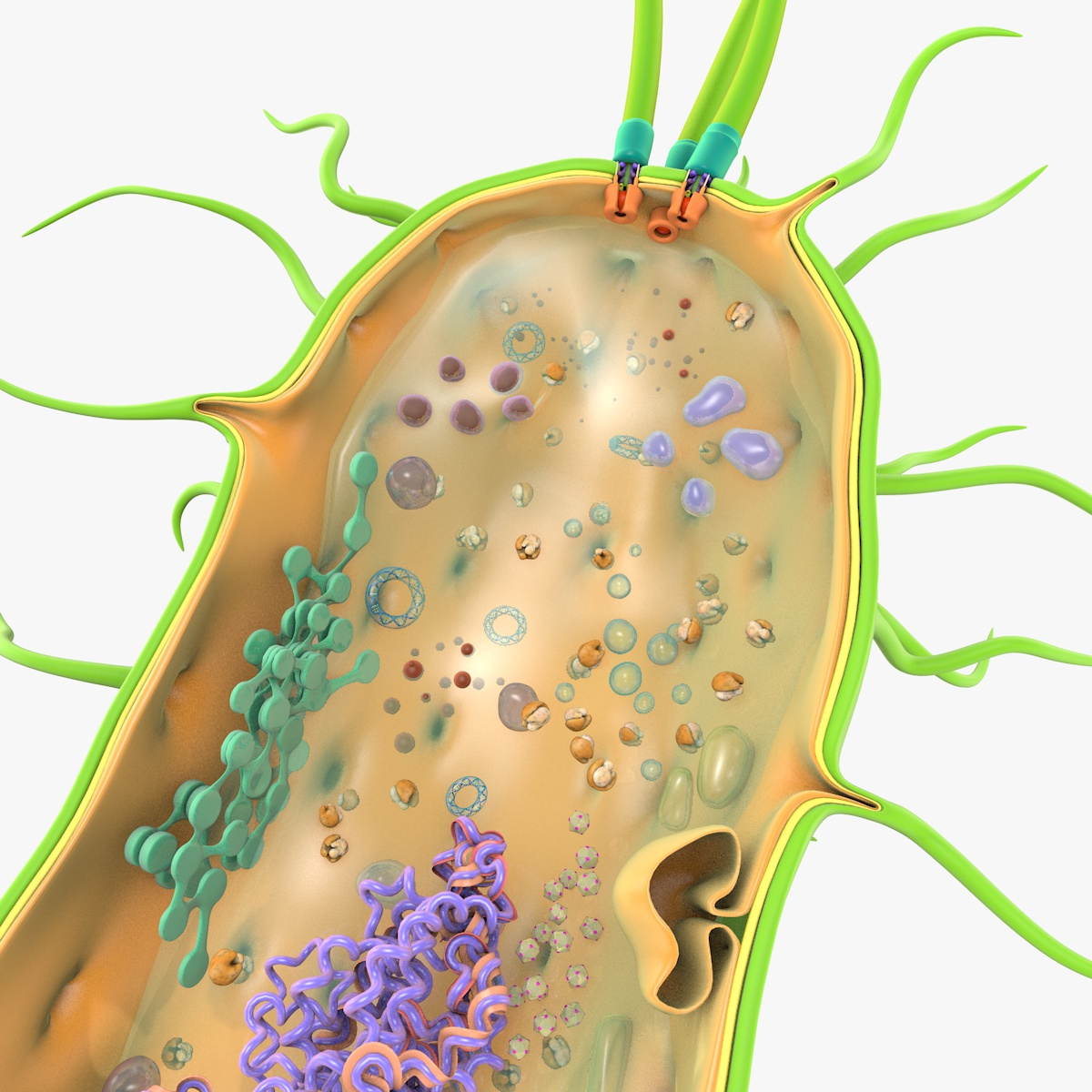 Prokaryotic cell ribosomes model | 1149003 | TurboSquid