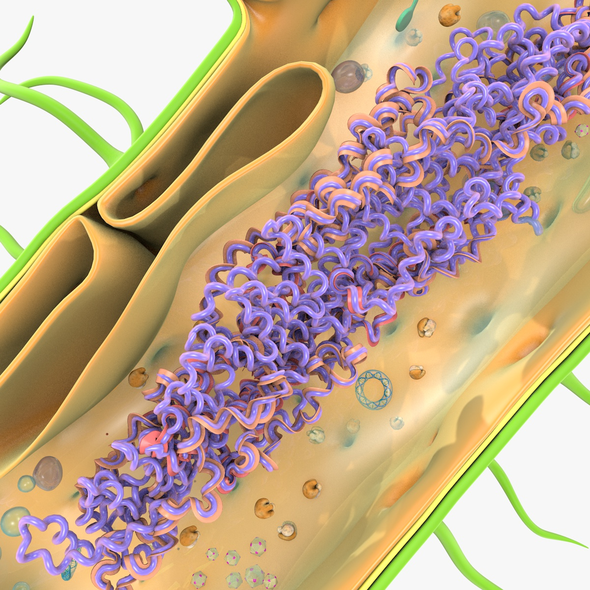 Prokaryotic cell ribosomes model | 1149003 | TurboSquid