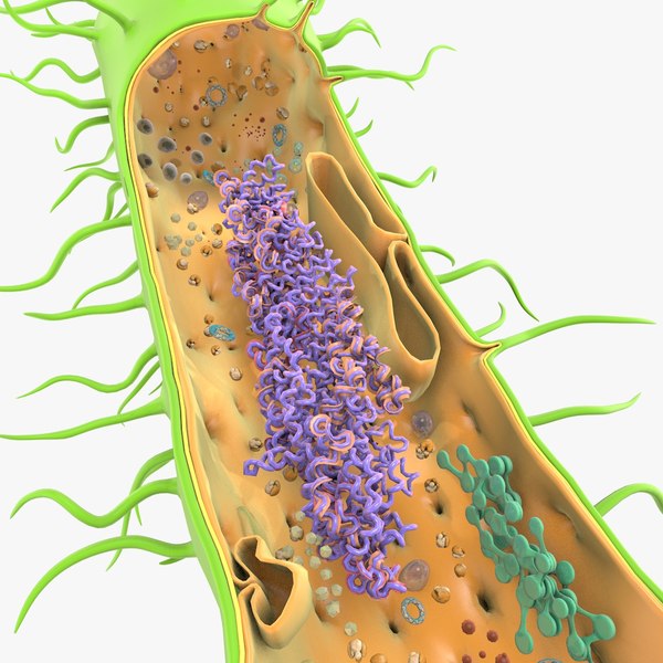Prokaryotic cell ribosomes model | 1149003 | TurboSquid