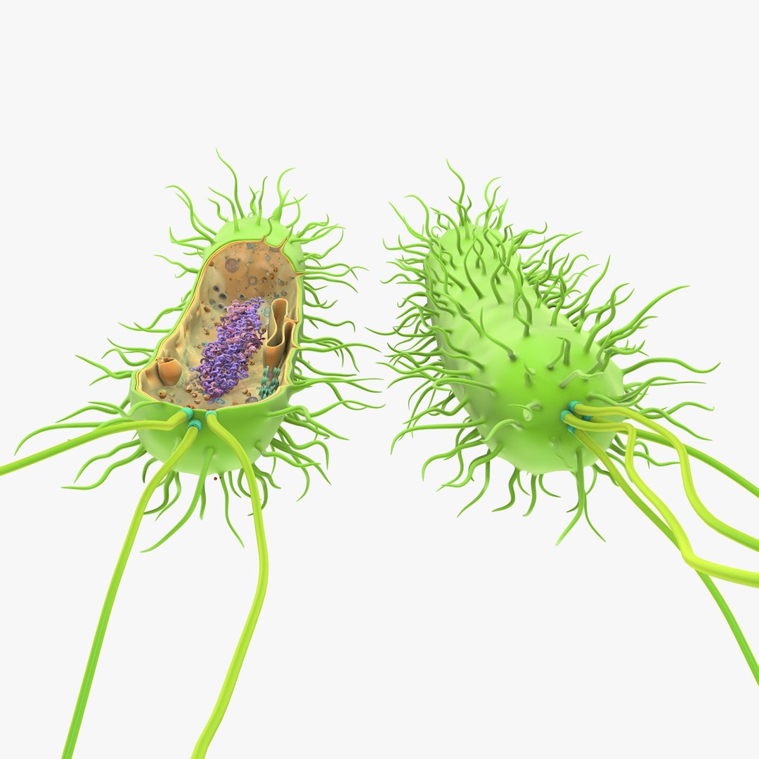 Prokaryotic cell ribosomes model | 1149003 | TurboSquid