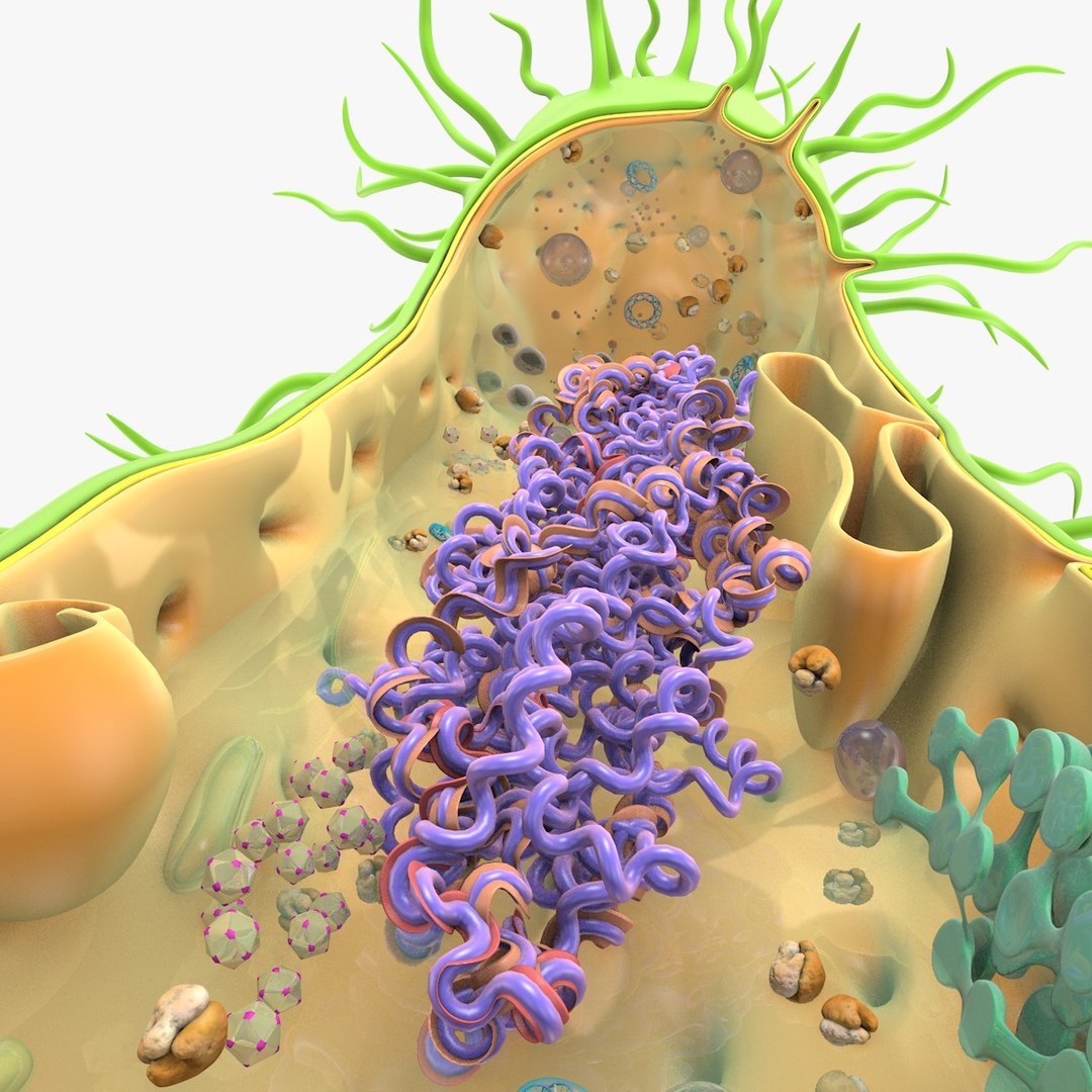 Prokaryotic cell ribosomes model | 1149003 | TurboSquid