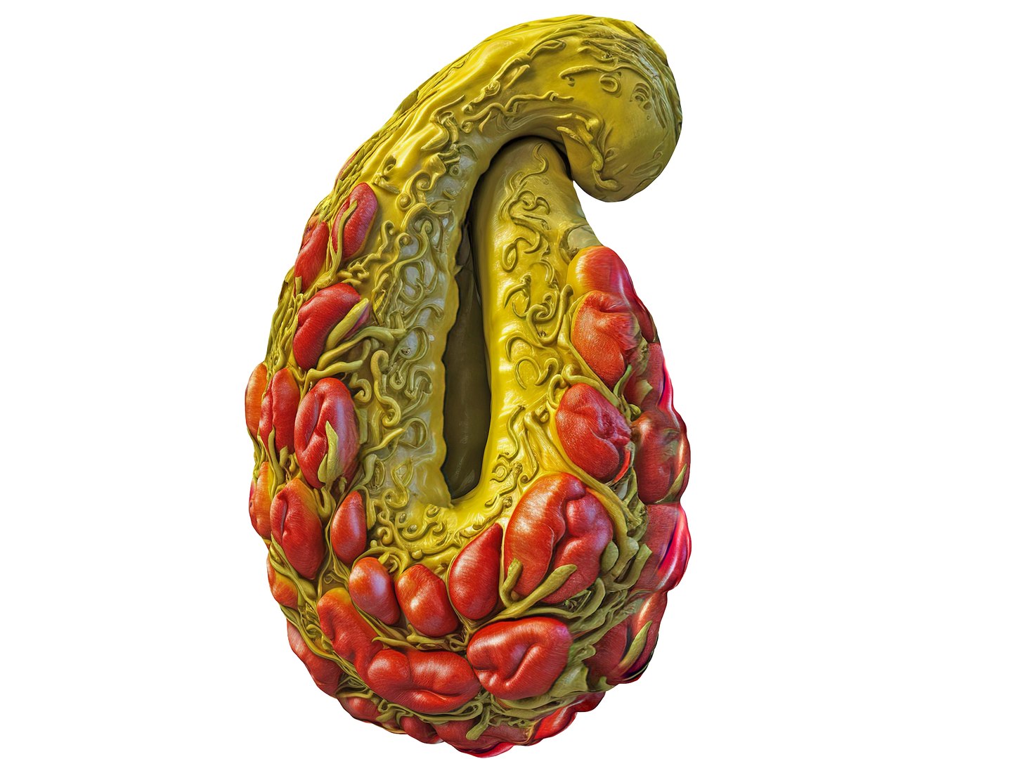 Magical Fruits model - TurboSquid 2104273