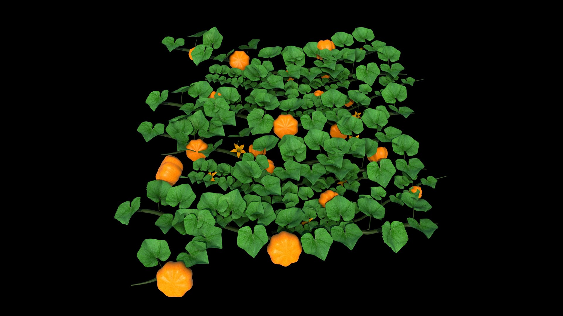 Pumpkin Plant 3D Model - TurboSquid 2210437