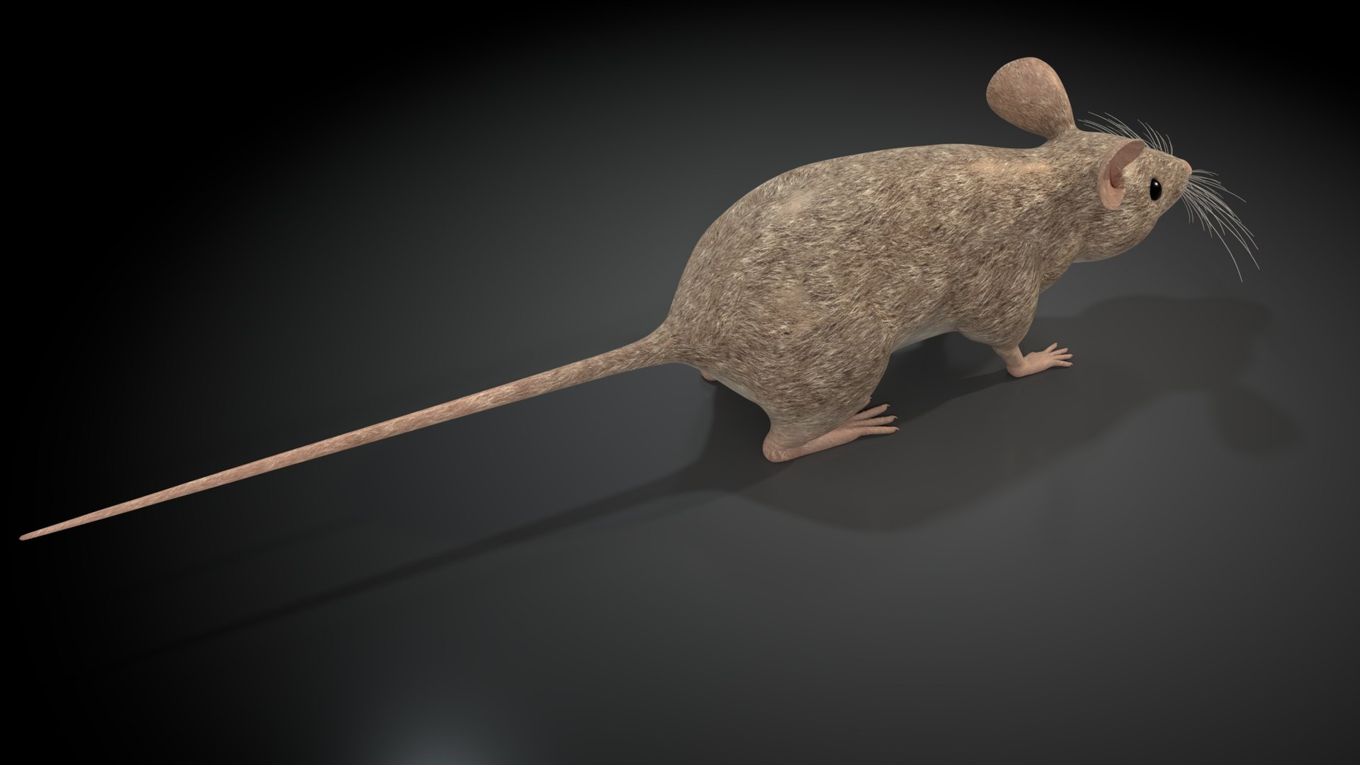 Mouse Rigged 3D Model - TurboSquid 2314287